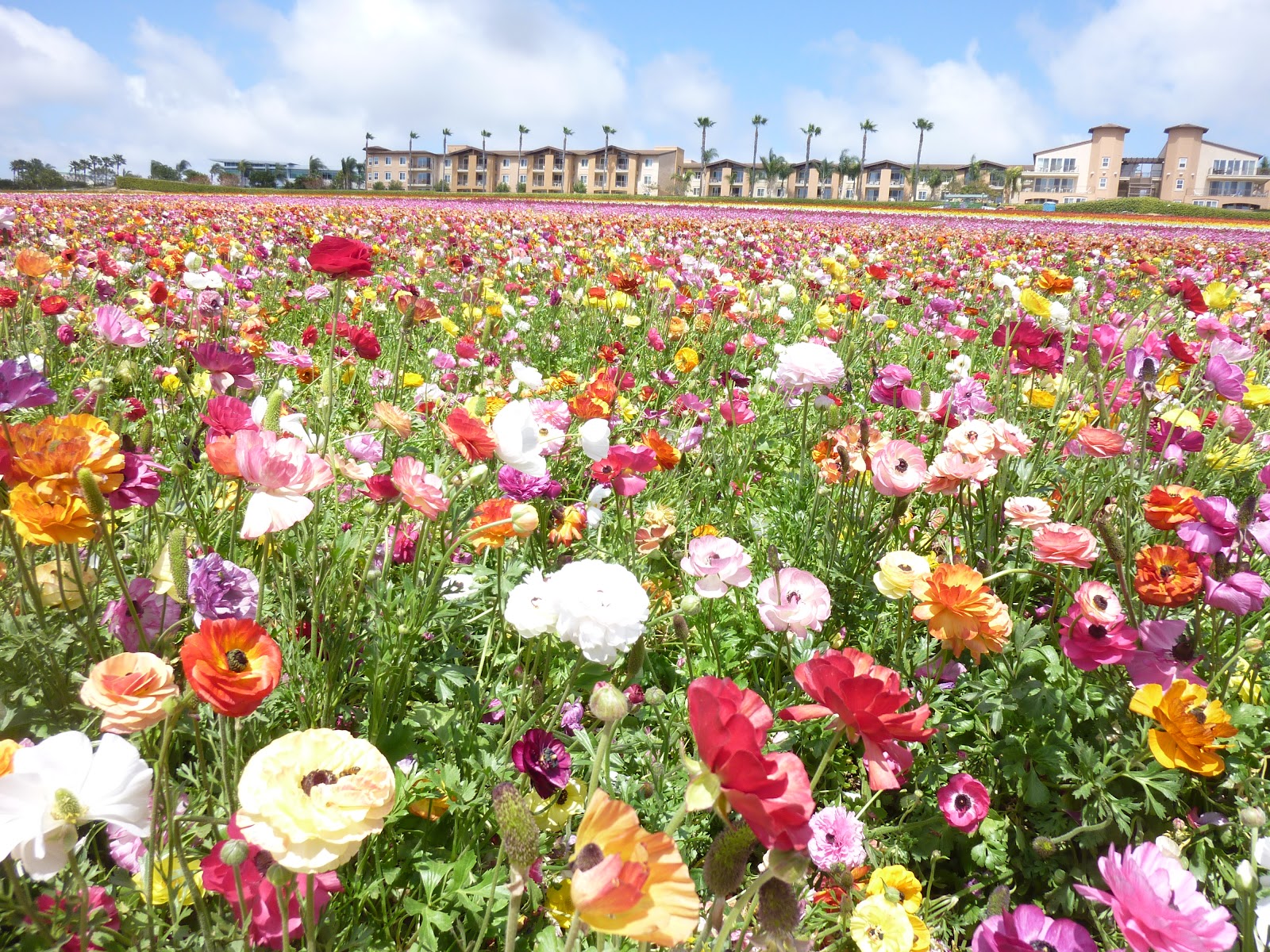 A Place to Share: The Flower Fields, yet again