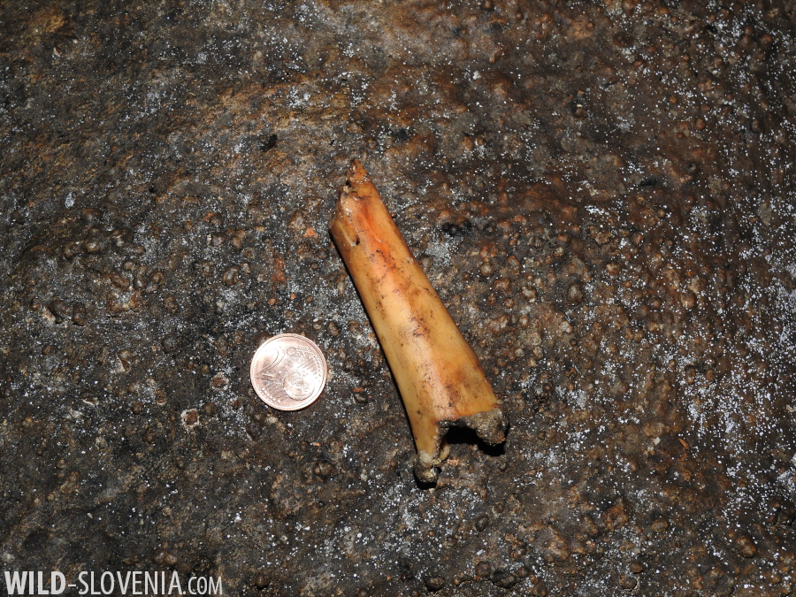 Carniolicum - Wildlife & Biodiversity in Slovenia: Leptodirus ...