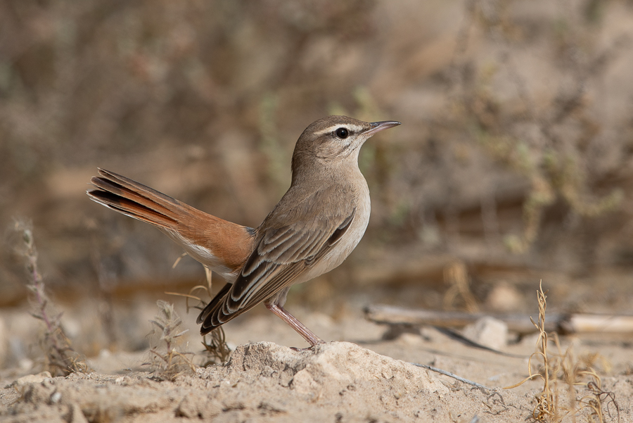 Birds of Saudi Arabia: Rufous-tailed Scrub Robin – Jubail