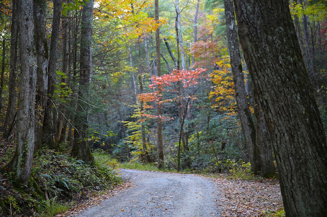 Sweet Southern Days: Parson Branch Road In The Great Smoky Mountains ...