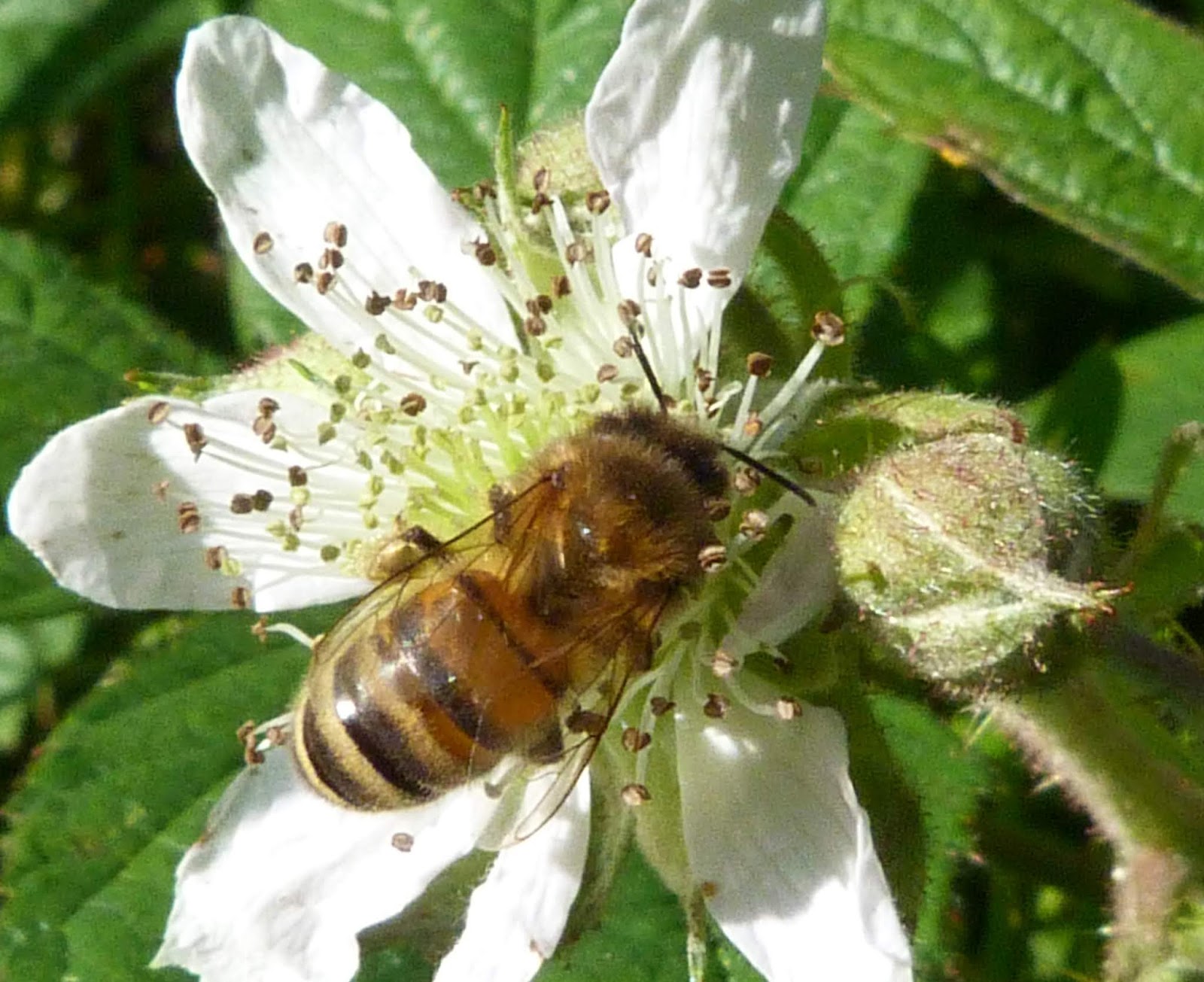 Insects of Scotland: Bees/Wasps/Ichneumons/Sawflies/Ants