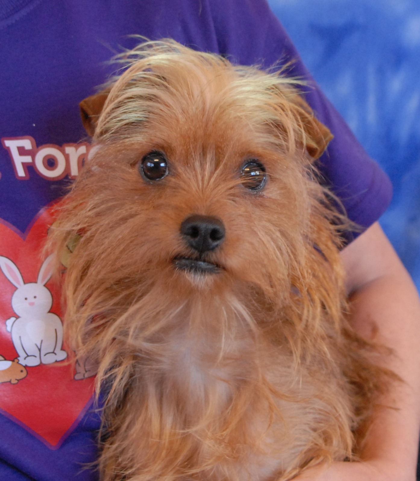 Vinci, a young Yorkshire Terrier mix awakening to new hope.