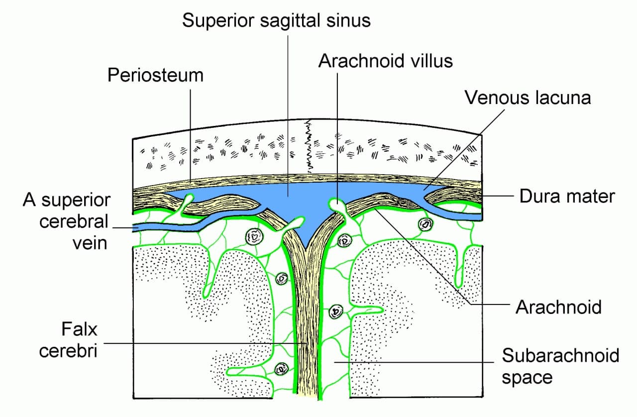 Medical Terms & Сlinical Сases : Pacchioni's bodies