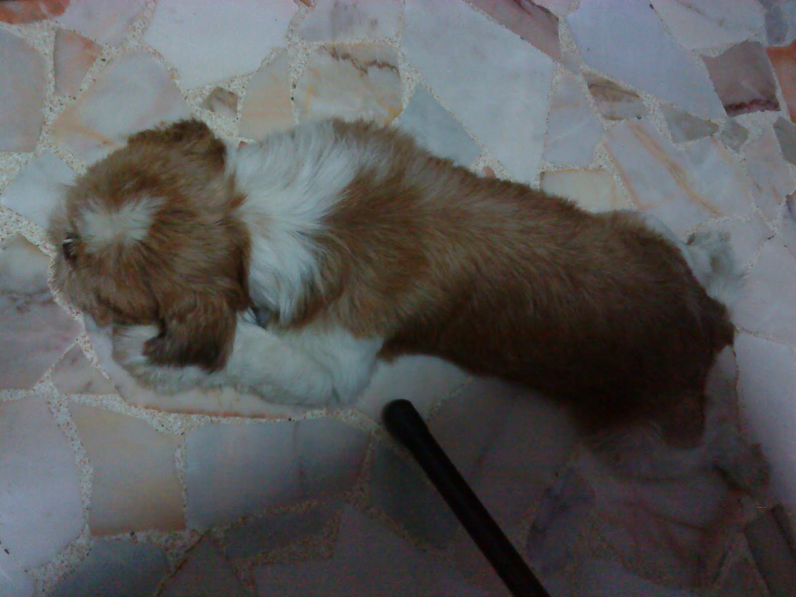 Lychees From Leechie: WoRtH ReAdInG At LeAsT OnCe