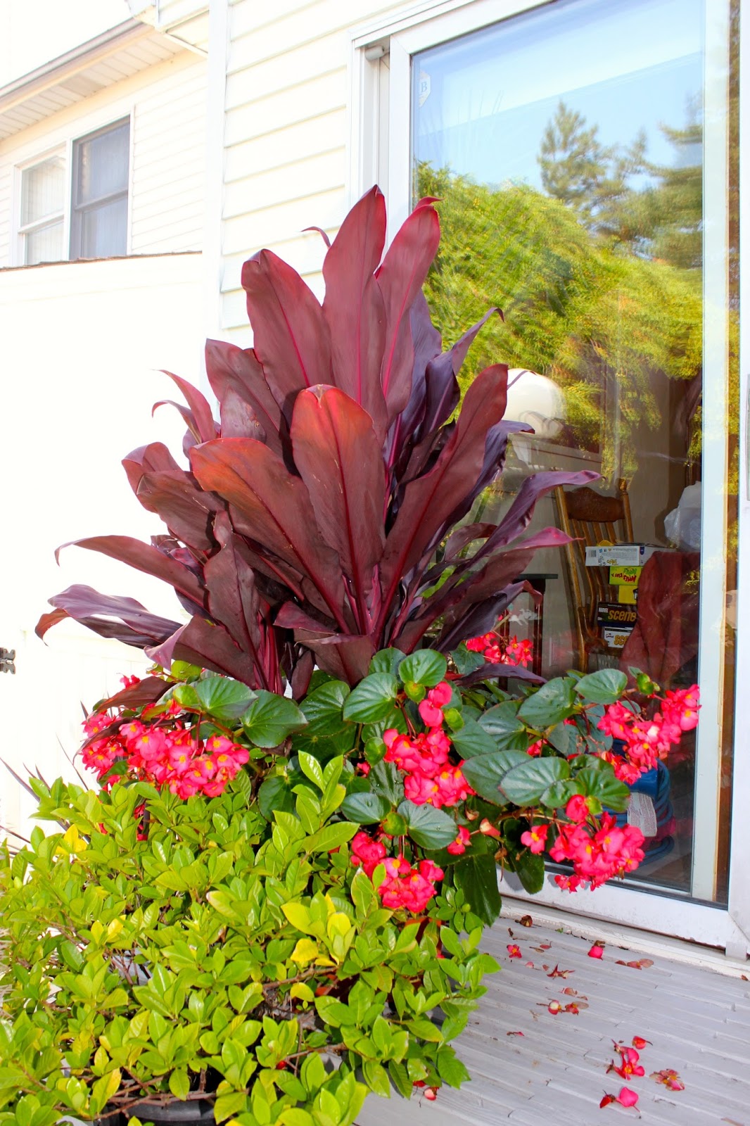 Tropical Gardening in New York City!: Hawaiian Ti plant - Cordyline ...