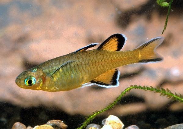 INDONESIAN FRESHWATER FISH COMMUNITY - IFFC: RAINBOW II
