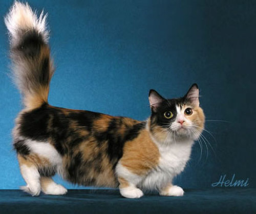 Adorable Munchkin Cat Photos