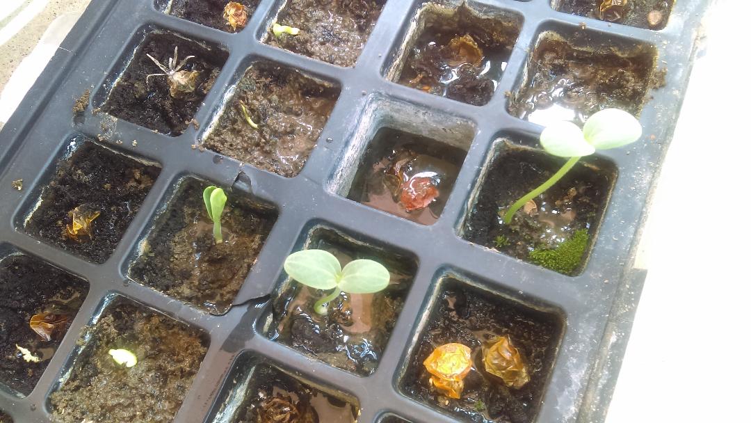 Foto Blog Puerto Rico: Germinación de Semillas de Melón en Bolsas Plásticas