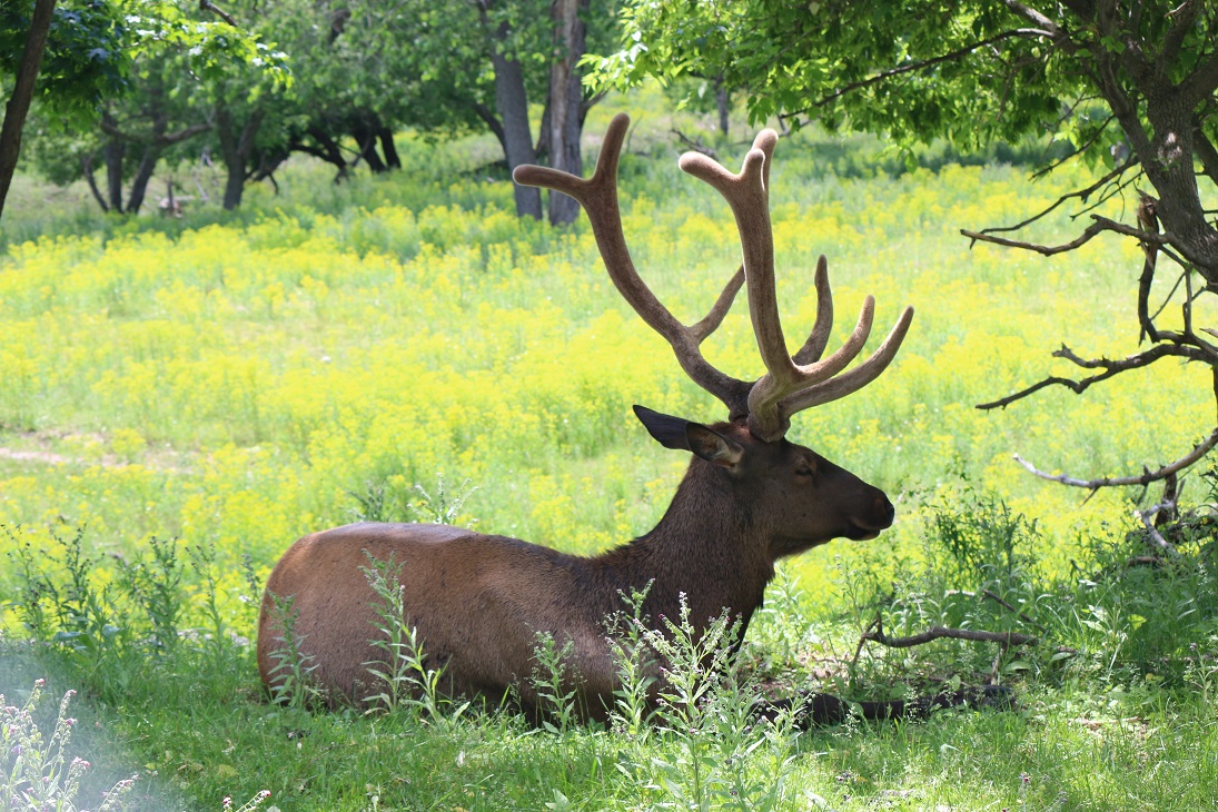 Michigan Exposures: Revisiting the Gaylord Elk Park