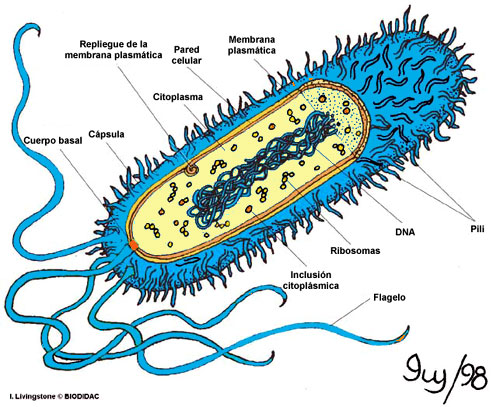 Microbiología : Factores de patogenicidad bacteriana.