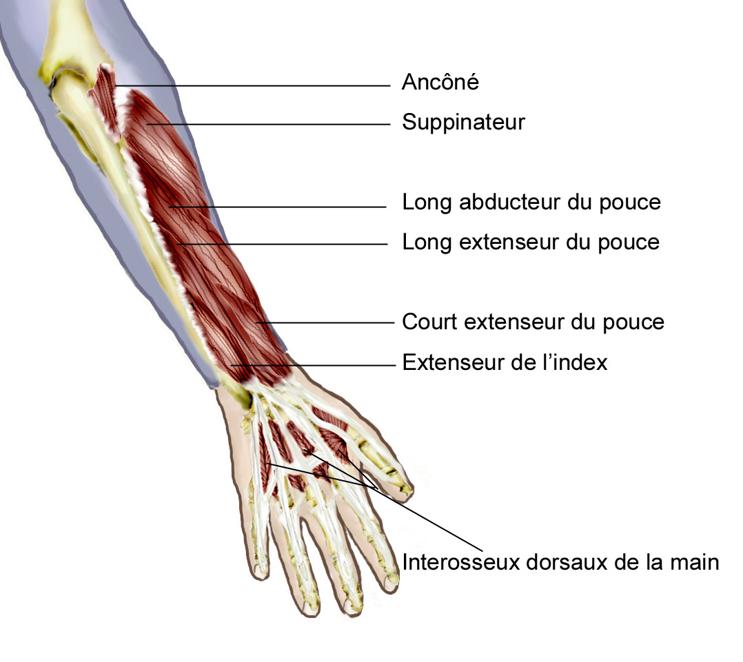 C-LES MUSCLES DE LA LOGE LATERALE