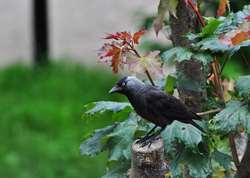 Catalin Negru: Puiul...de Stancuta