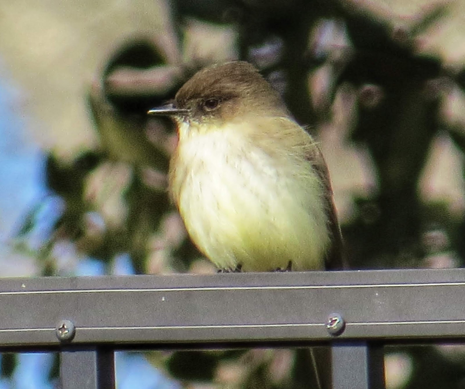 BirdsEyeViews: January Bird Bounty
