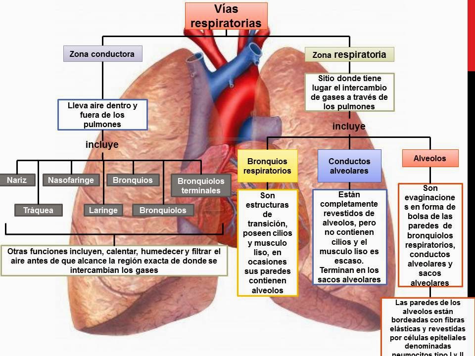 blogs de fisiologia: GENERALIDADES DE PULMON