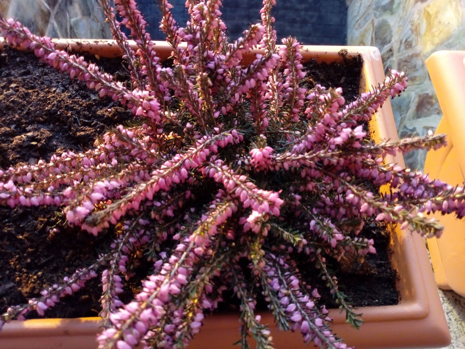 Biosfera vegetal.: Brezo rosado (Erica x darleyensis).