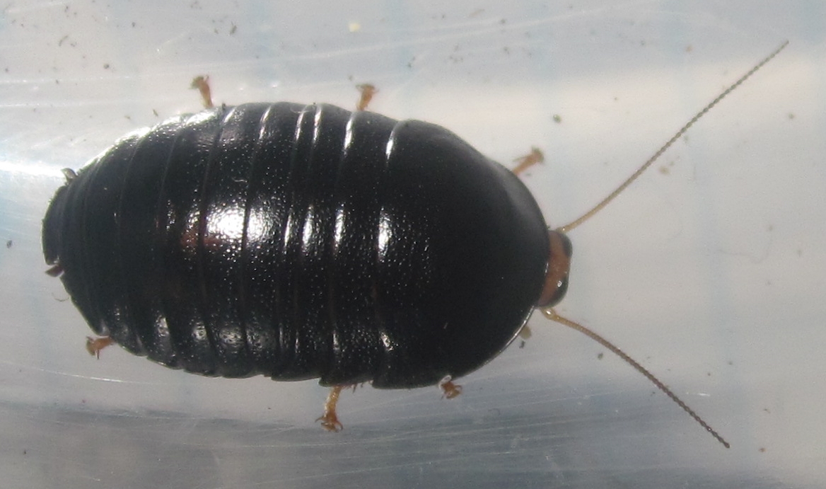 Invertebrate Dude: Perisphaerus punctatus: New Roly Poly Roaches!!!