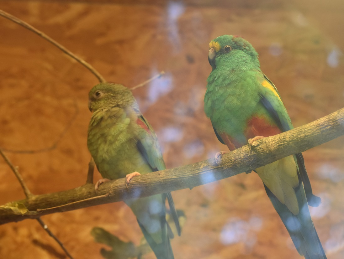 ZOOTOGRAFIANDO (6.100 ANIMALS): PERICO VARIADO O MULTICOLOR / MULGA ...