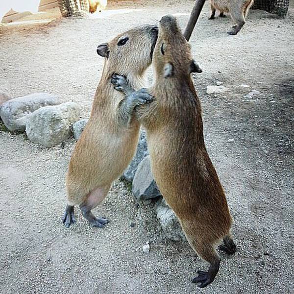 99 WOW: Animals Dance Tango Too!!?الحيوانات ترقص التانغو أيضاً!!؟