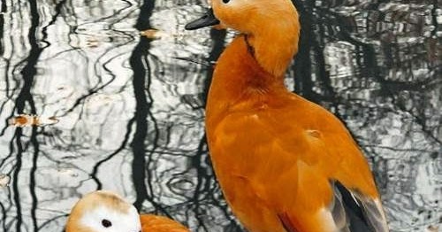 Ruddy shelduck | Birds of India | Bird World