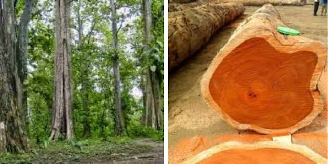 Mengintip Keistimewaan Kayu Jati dan Bengkirai - pro rumah