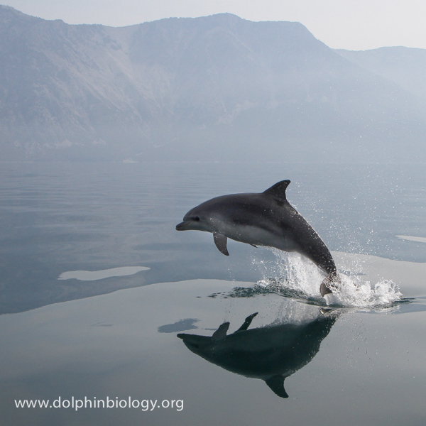 Dolphin Biology and Conservation: In the mirror