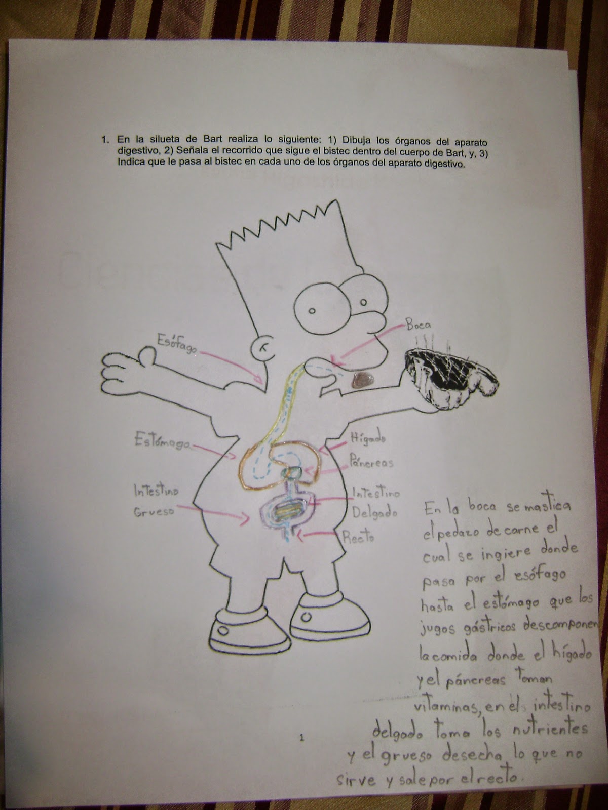 Christian blog 3 y 4: Bart Simpson y el aparato digestivo (individual)