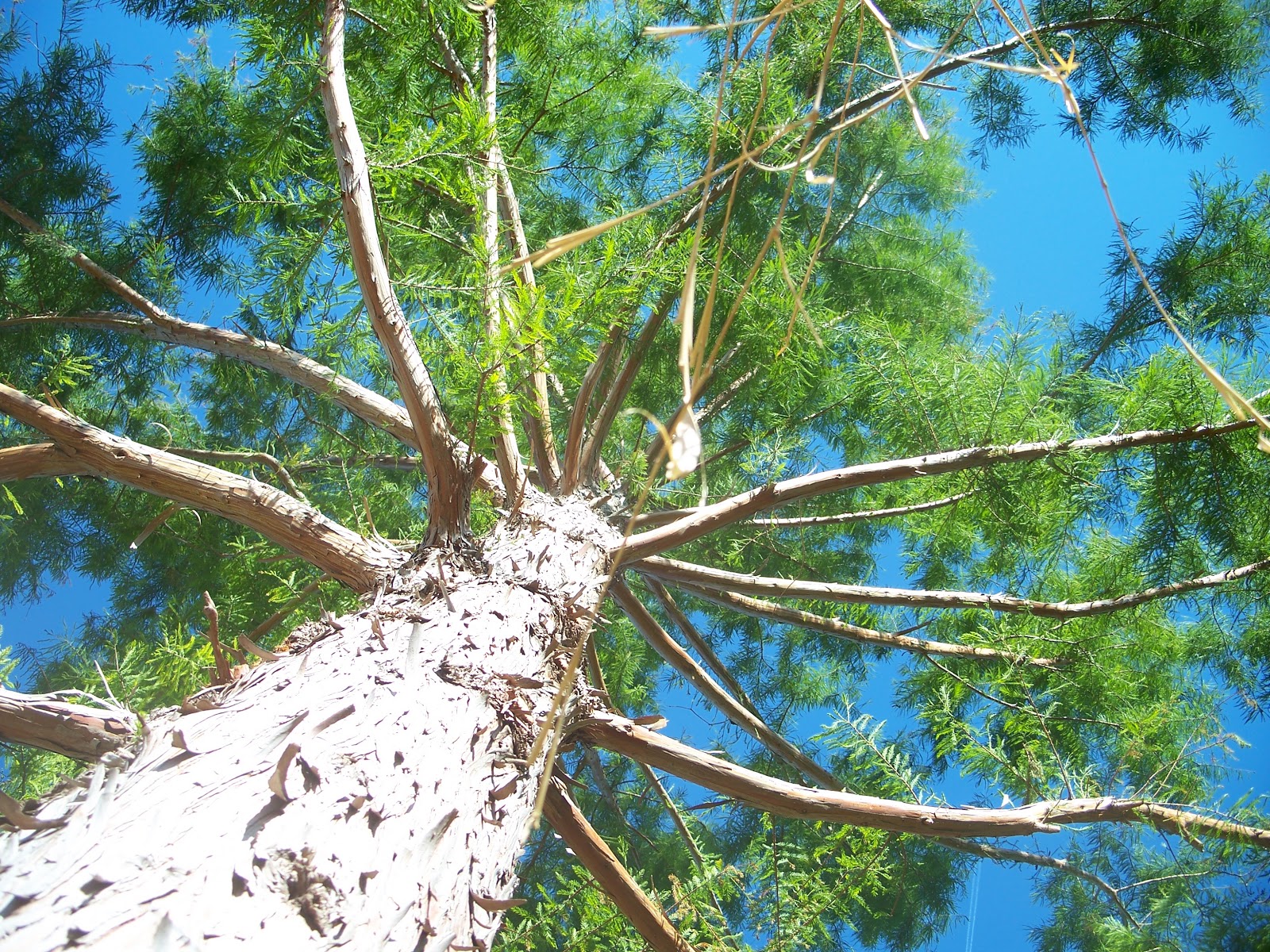 Saturday June 1st - The Arboretum Tomé Open House