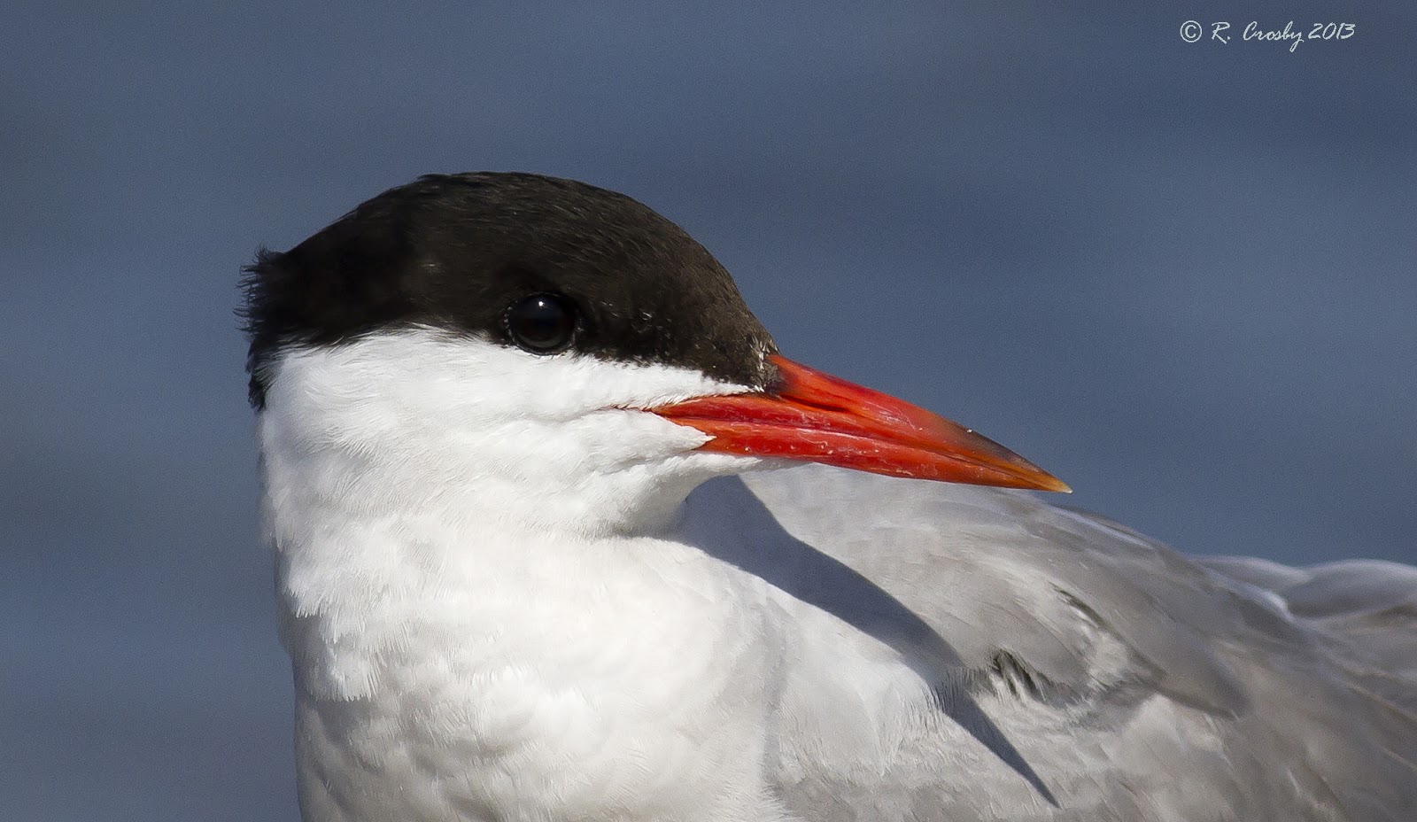 South Shore Birder: Common Tern