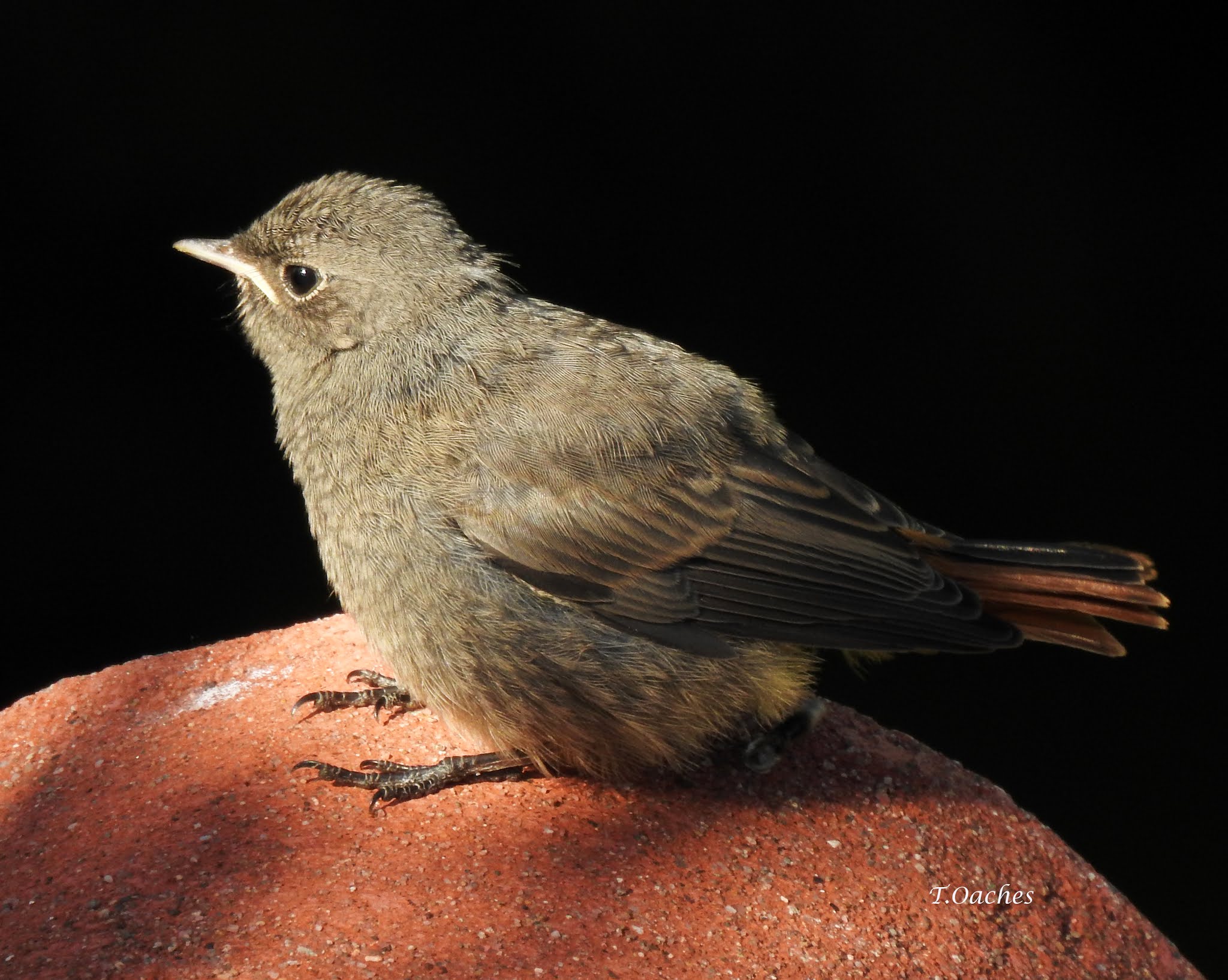 PASARI DIN ROMANIA: CODROS DE MUNTE (1), Phoenicurus ochruros
