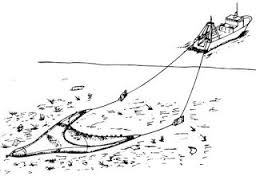 TEKNIK MENGOPERASIKAN TRAWL ( PUKAT HARIMAU ) | IKAN DAN LAUT