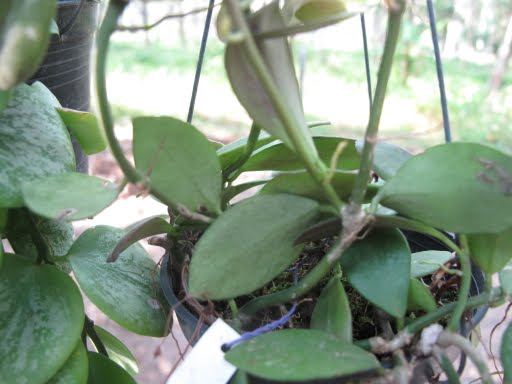 Hoya la !: Hoya biakensis and Hoya sp IR 26