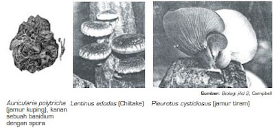 Penjelasan Klasifikasi Jamur Lengkap - Geograpik