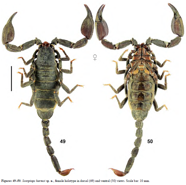 The Scorpion Files Newsblog: Nine new species of Scorpiops described ...