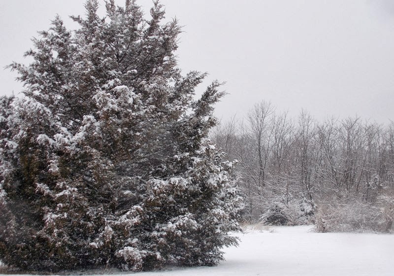 SWAC Girl: Photos: Early spring snowstorm in Shenandoah Valley ... how ...