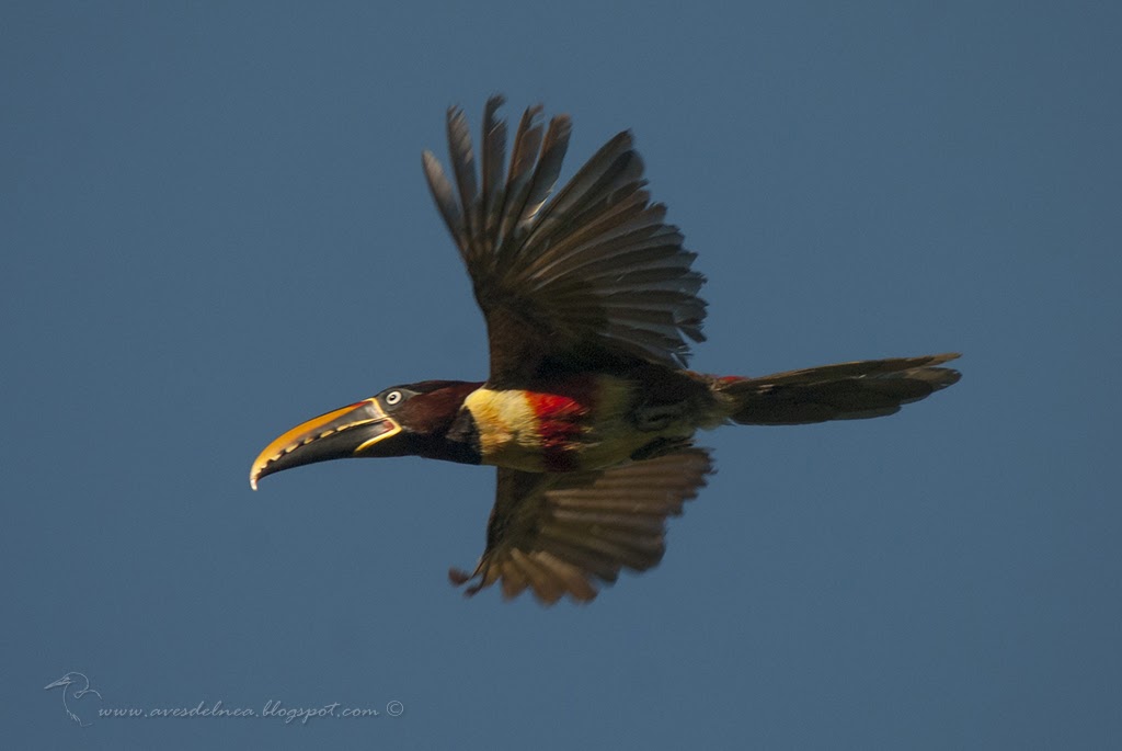 Arasarí fajado (Chestnut-eared Aracari) Pteroglossus castanotis ...