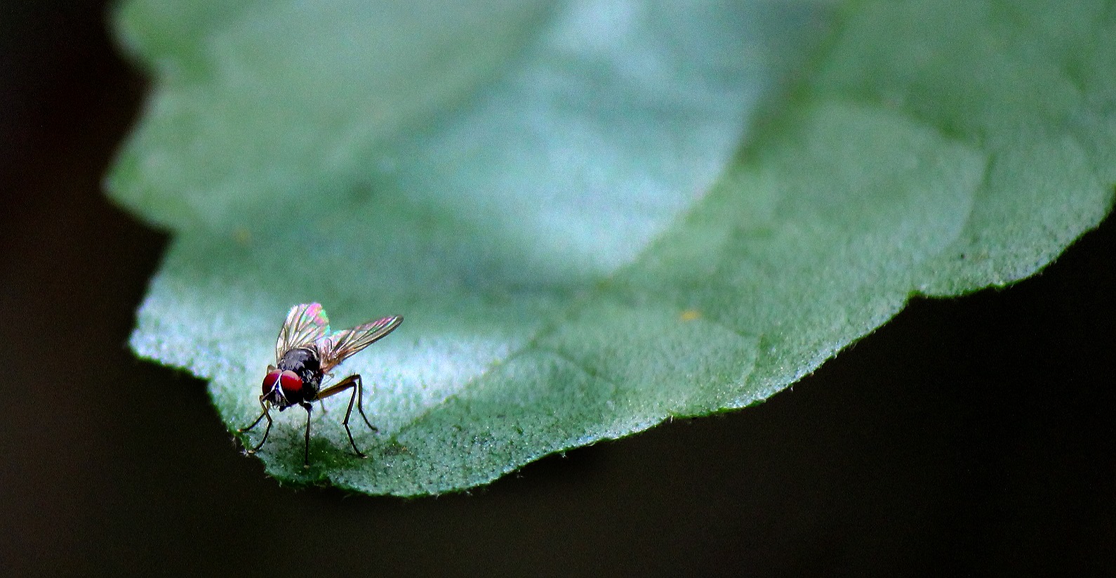 Edith L. Moore Nature Sanctuary, Houston Audubon Society (2016)