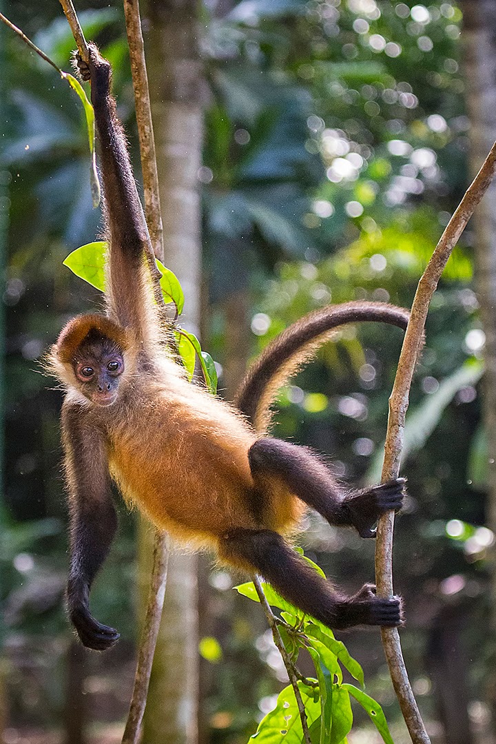 Capturing Alaska -And Beyond!: Highlights of Costa Rica 2014 : Part II ...