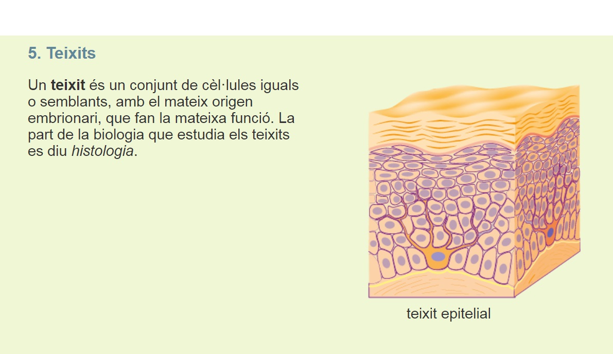 Biologia i Geologia : Unitat 1: Organització cel·lular
