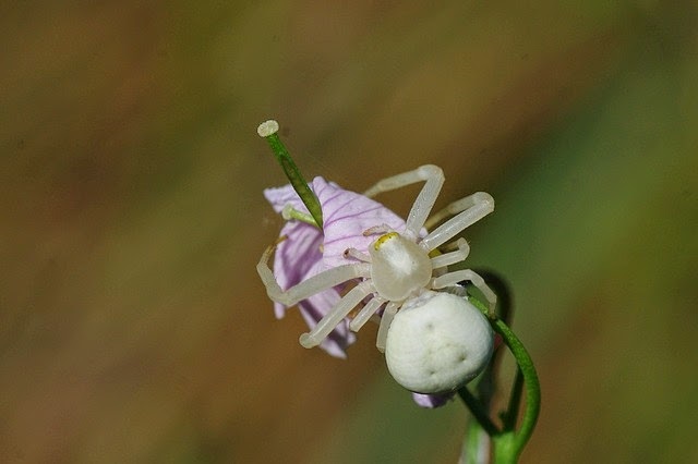 Kelly's Classroom Online: Is It an Insect or a Spider?