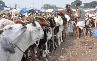 Photos: Eid-al-Adha / Eid-uz-Zuha / Bakrid Festival Celebrations in India