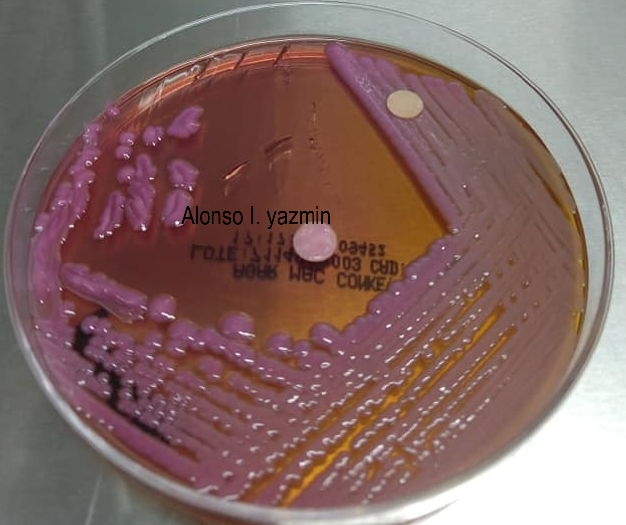 Bioquímica Diagnóstica BQD-YAI: Klebsiella oxytoca