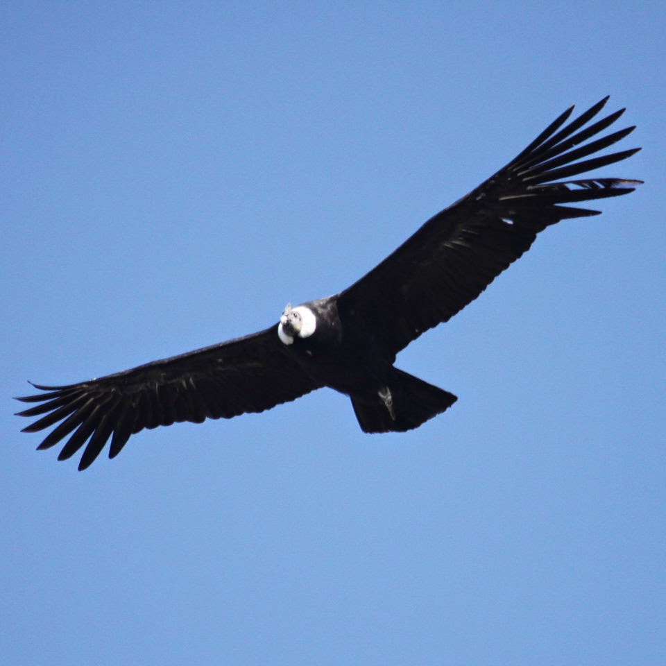 Animals of the world: California condor