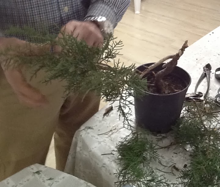 Asociación Cordobesa de Bonsái: Remodelación de un Junípero rastrero