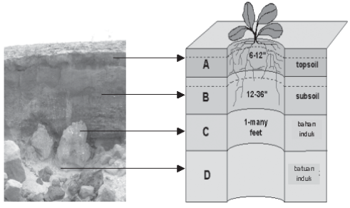 Tanah (Pedosfer) : Pengertian, Proses Pembentukan, Komposisi, Profil ...