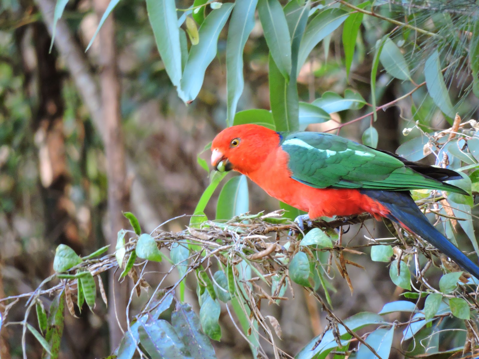 Birding - Tweed Heads - Australia: Tweed Bird List with Photos
