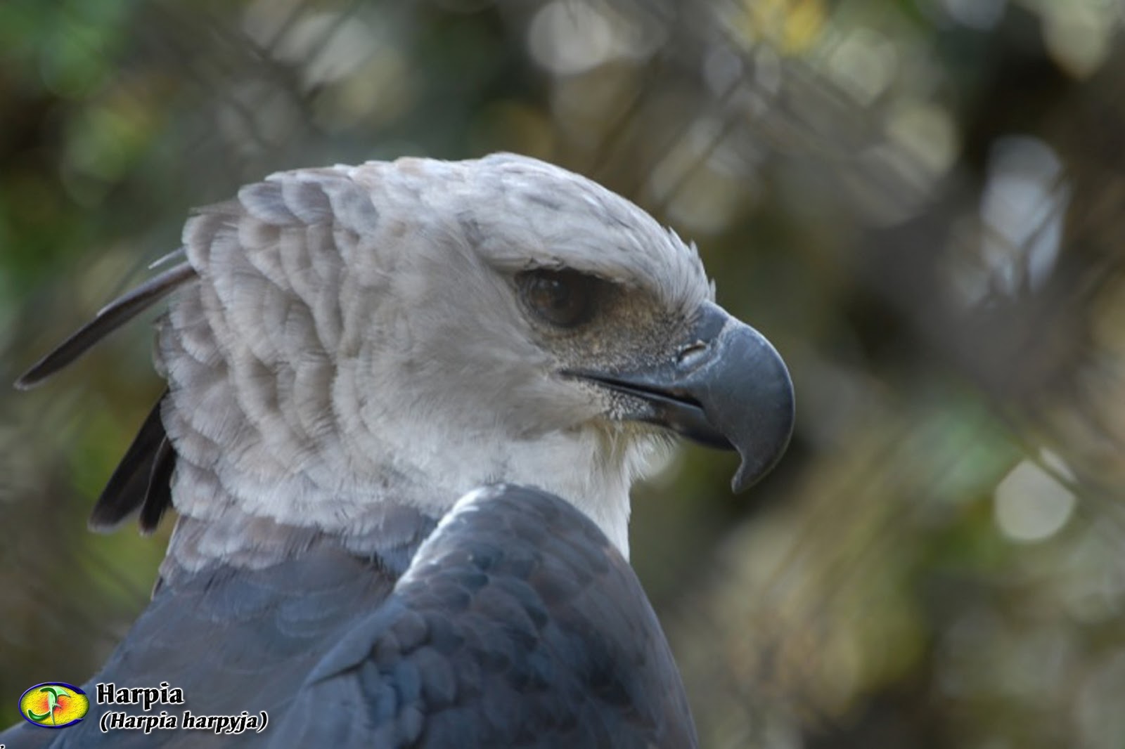 ORNITOLOGIA: Harpia (harpia harpyja)