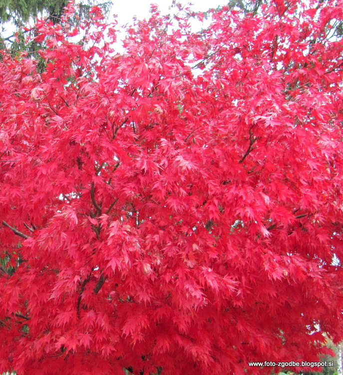 Zanimivo leposlovje: Ljubimca - Maria Matray in Answald Kruger