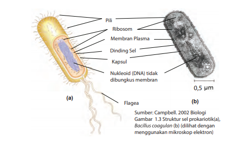 Macam-Macam Jaringan pada Hewan dan Tumbuhan Lengkap Beserta Contoh dan ...