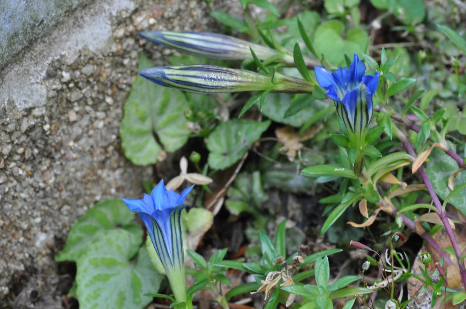 Alpine Garden Society Victorian Group: Gentiana & Gentianella.