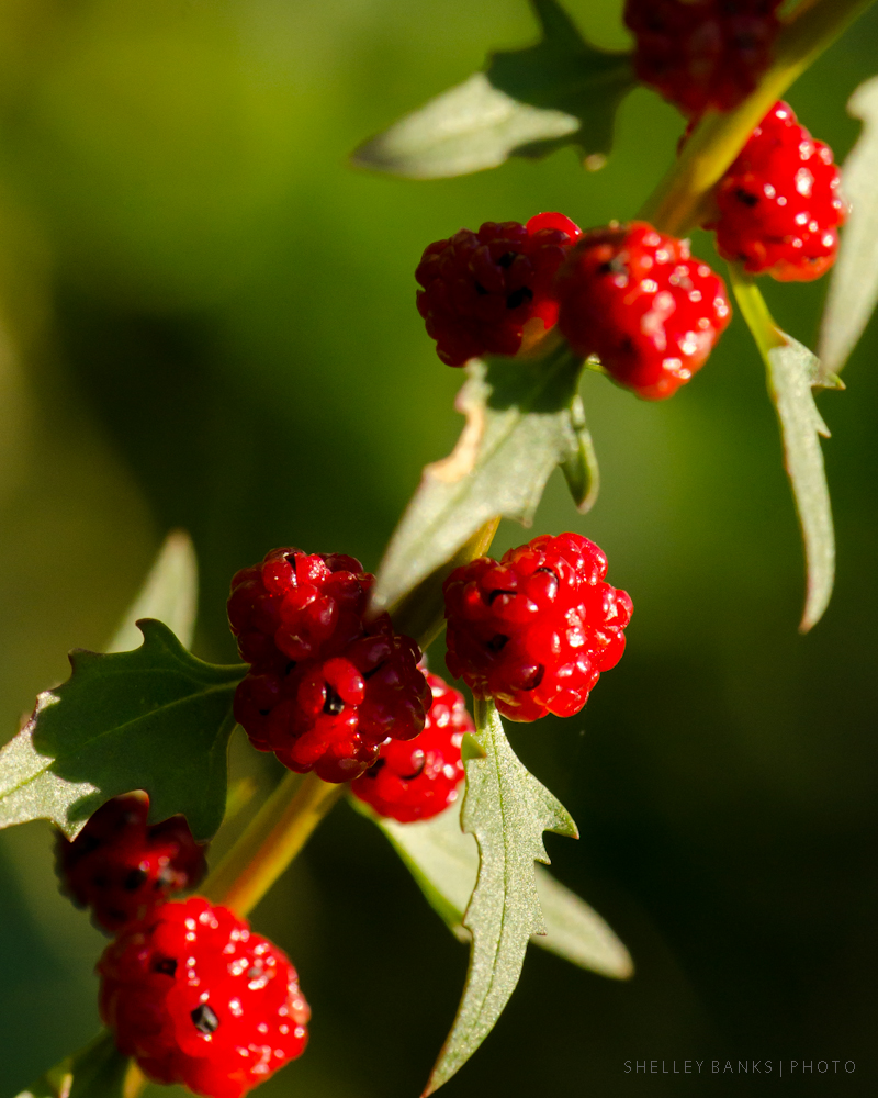 Prairie Wildflowers: Strawberry Blite: Red berry flowers